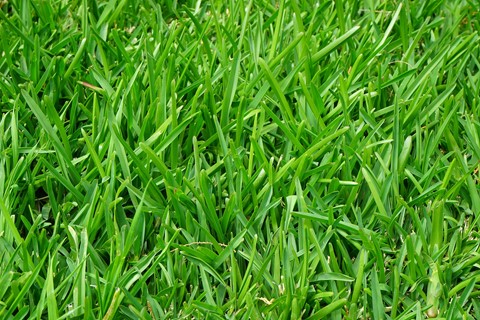 Deep Root Fertilization and How It Helps Your Lawn | TURFPRIDE